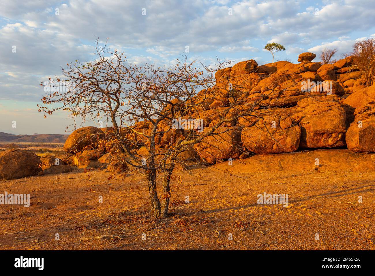 Namibian landscape, red ground and African vegetation around ...