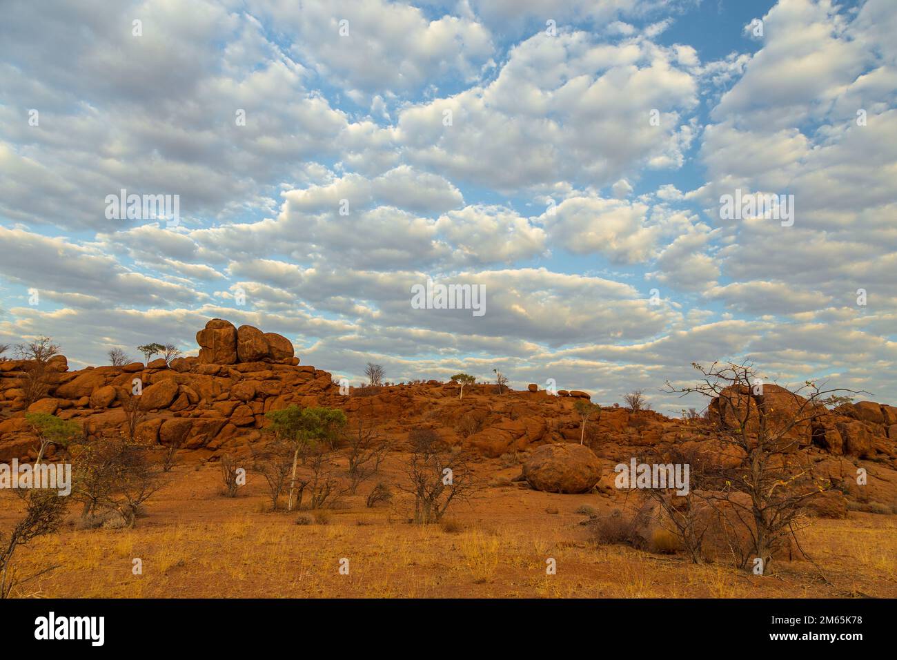 Namibian landscape, red ground and African vegetation around ...