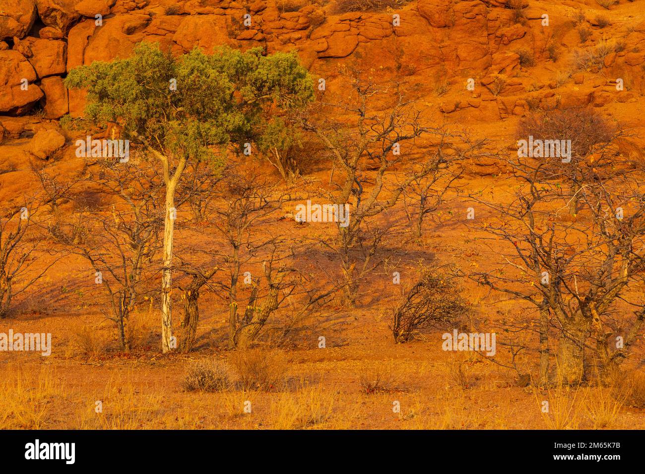 Namibian landscape, red ground and African vegetation around ...