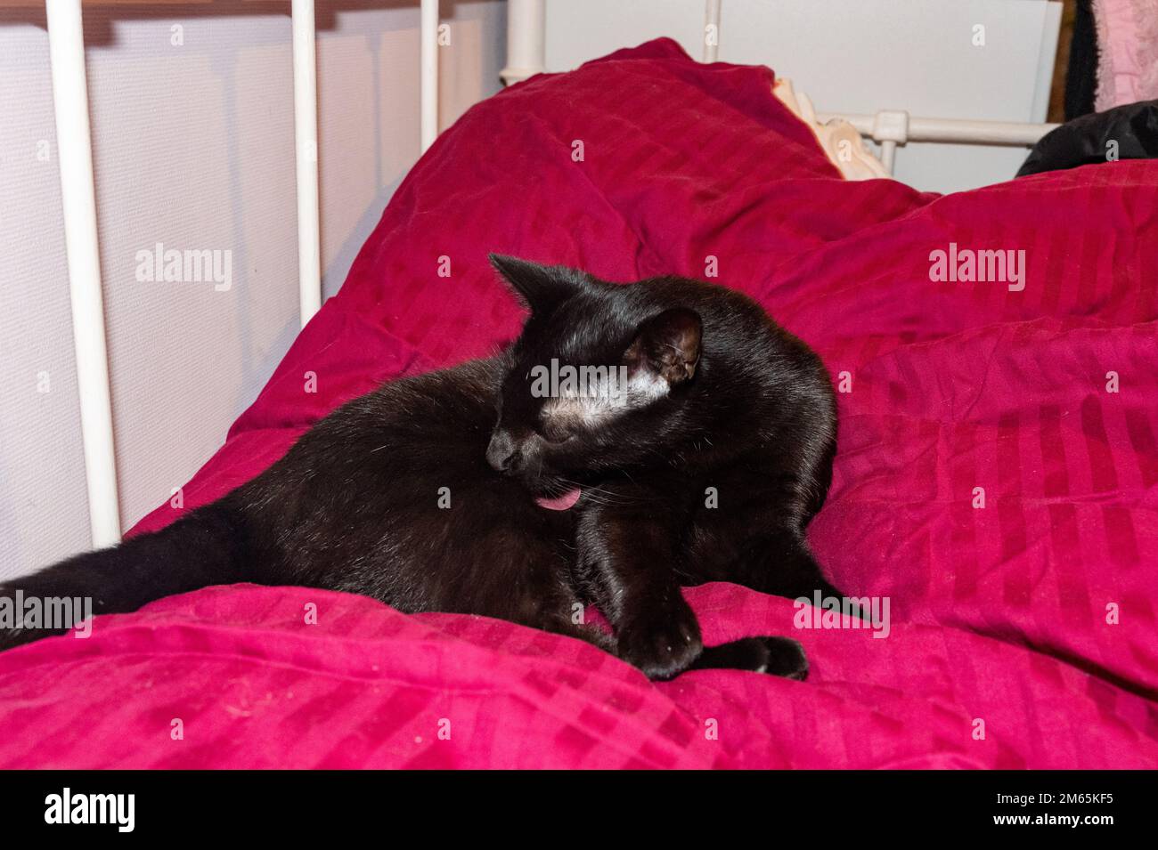 A black cat lies in a bed and cleans itself Stock Photo - Alamy