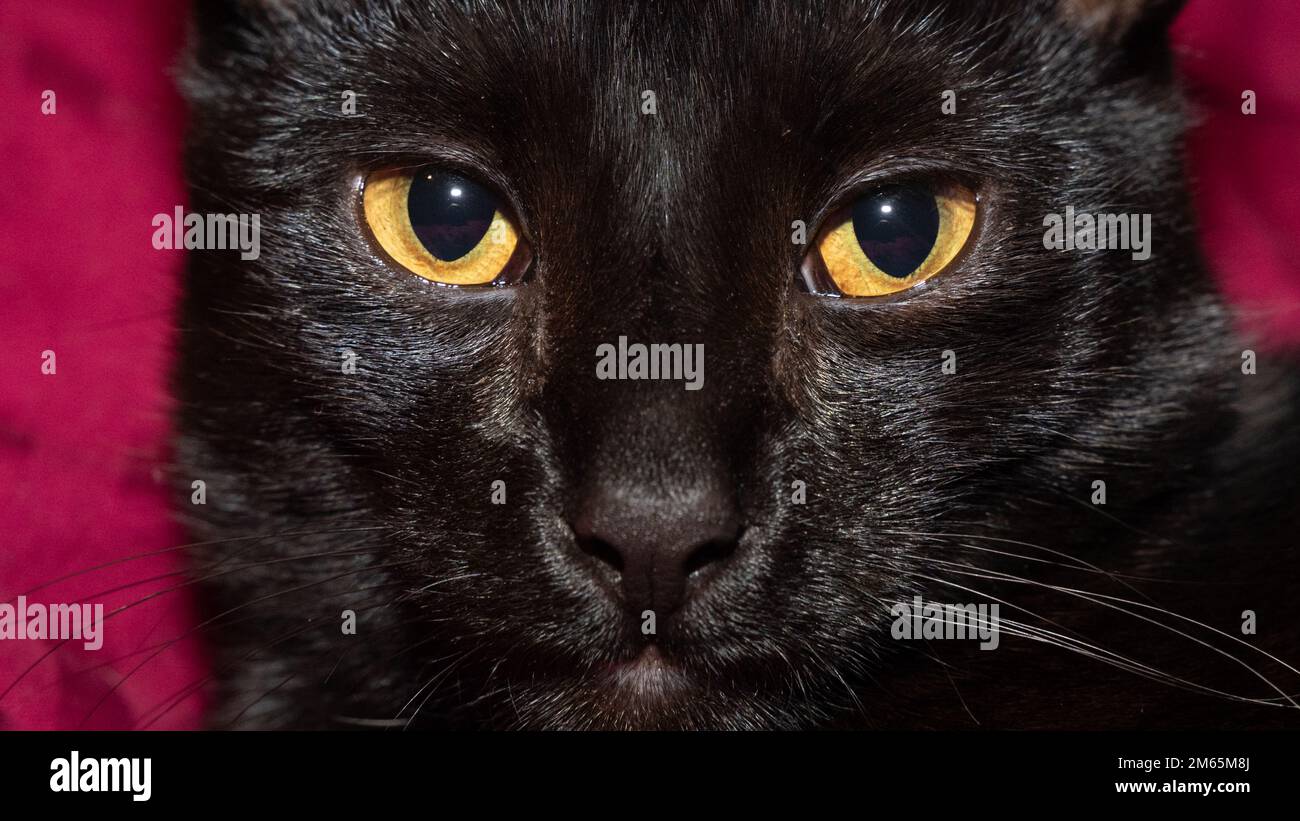 Head of a black cat facing forward Stock Photo - Alamy
