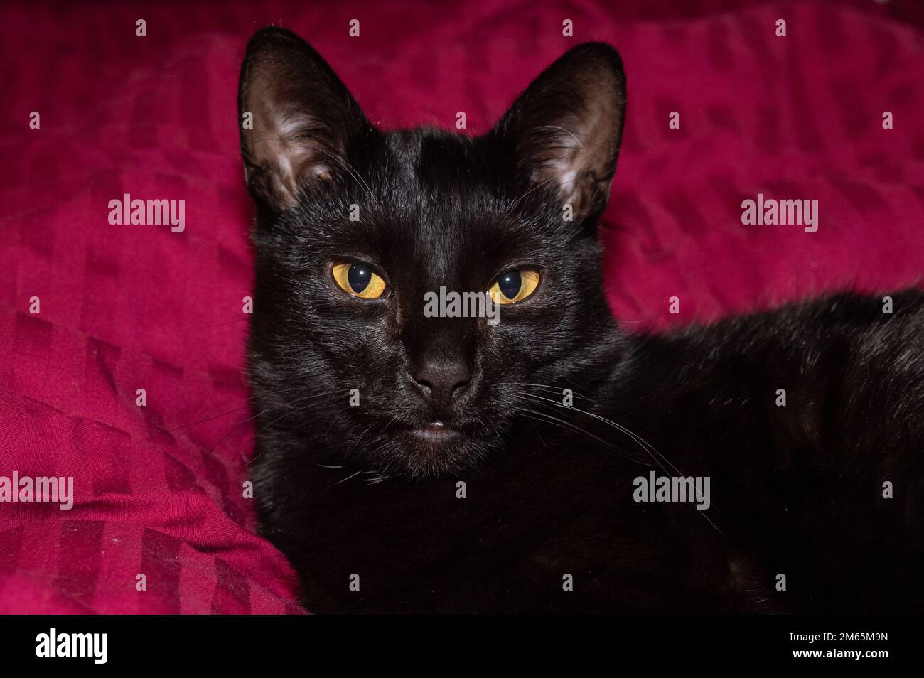 Head of a black cat facing forward Stock Photo - Alamy
