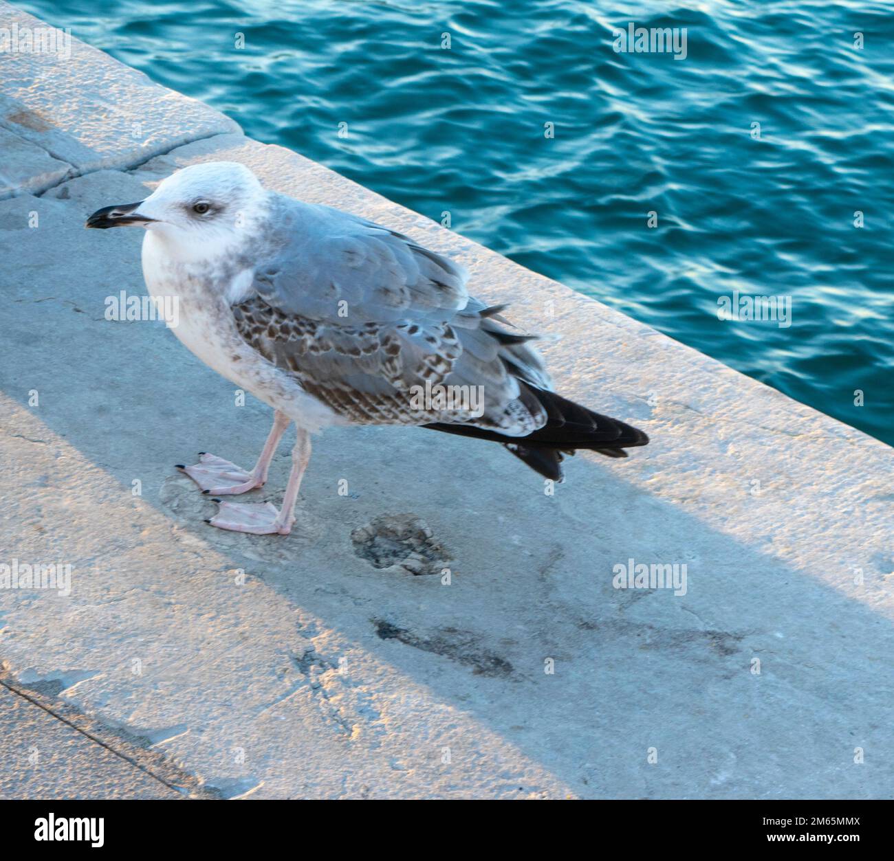 Funny seagulls hi-res stock photography and images - Alamy