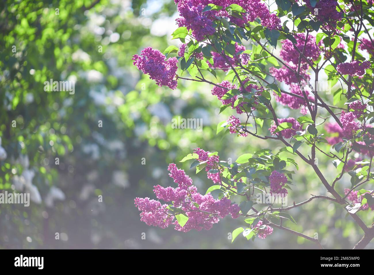 beautiful lilac flowers branch on a green background, natural spring ...