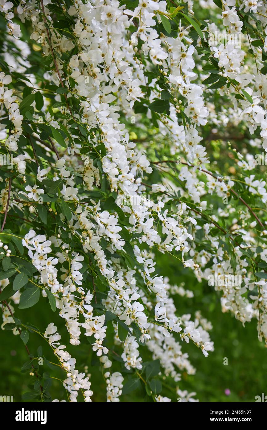Acacia tree blooming in the spring. Flowers branch with a green ...