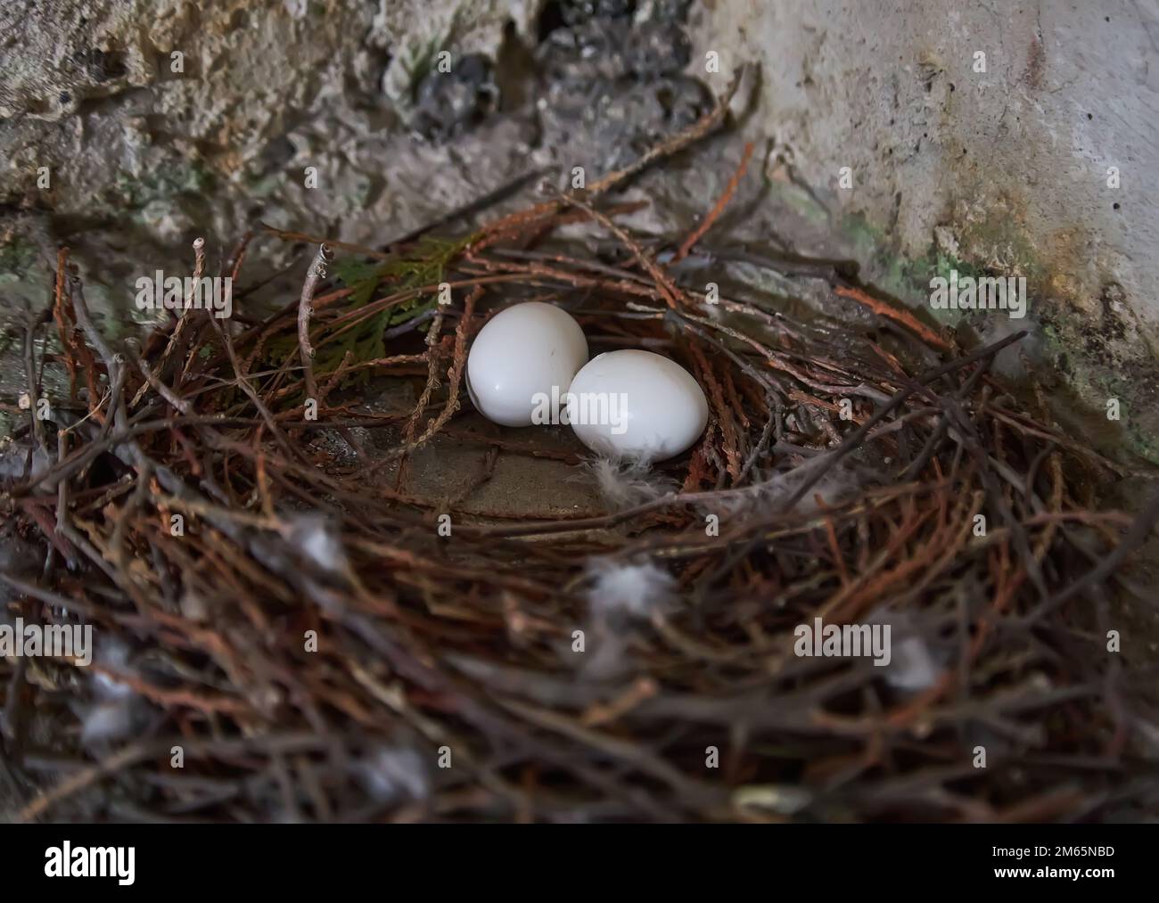 Two pigeon eggs in the nest hi-res stock photography and images - Alamy
