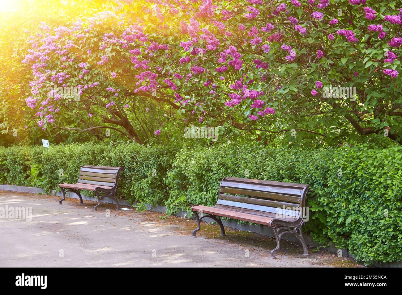 sunny day in lilac alley in a botanical garden in europe Stock Photo ...