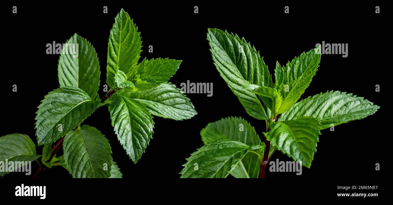 fresh mint leaf on black background. Collection Stock Photo - Alamy