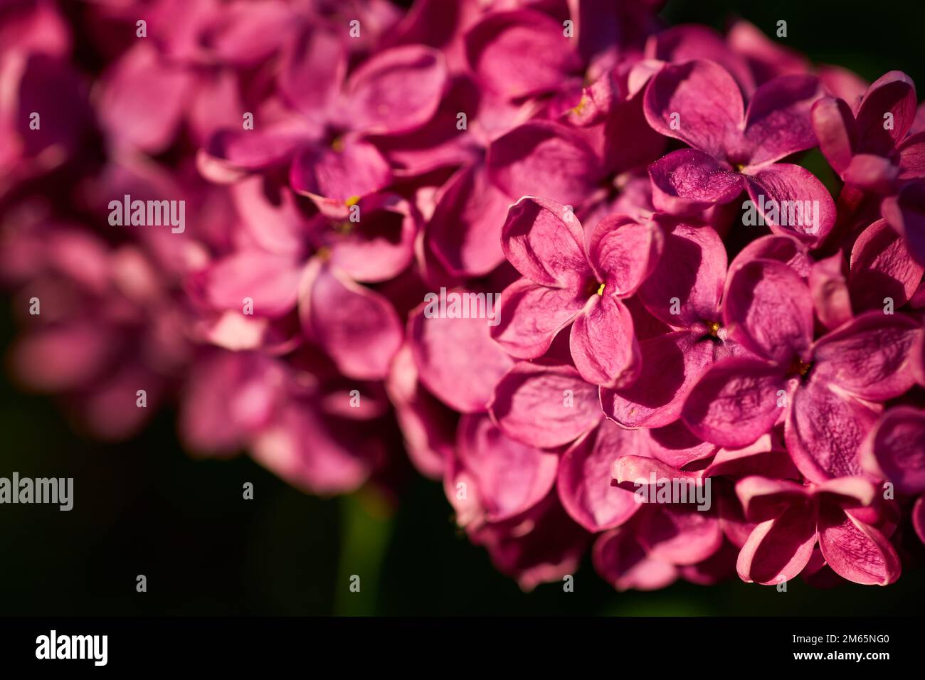 Macro image of Lilac flowers. Abstract floral background. Very shallow ...