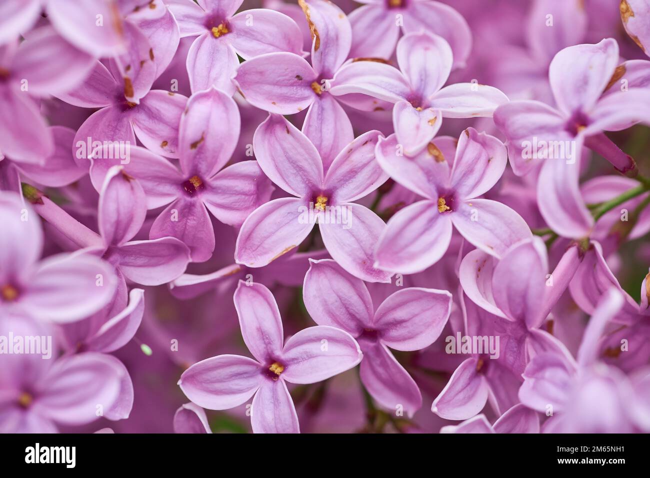 Beautiful defocused abstract background with purple lilac macro flowers ...