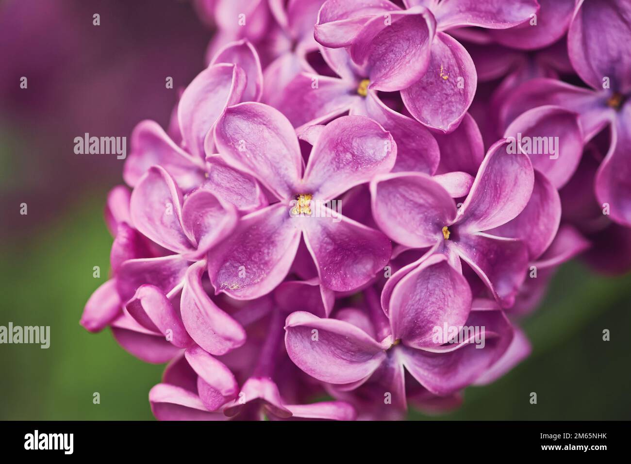 Macro image of Lilac flowers. Abstract floral background. Very shallow ...