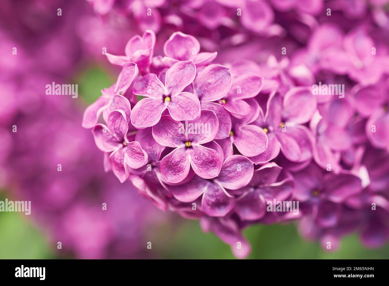 Beautiful defocused abstract background with purple lilac macro flowers ...