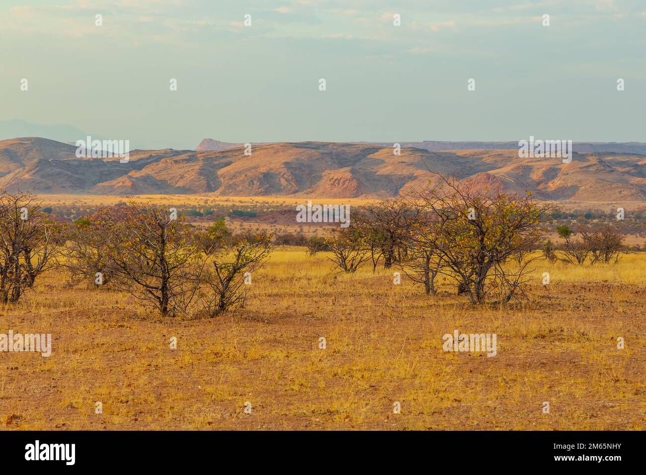 Namibian landscape, red ground and African vegetation around ...