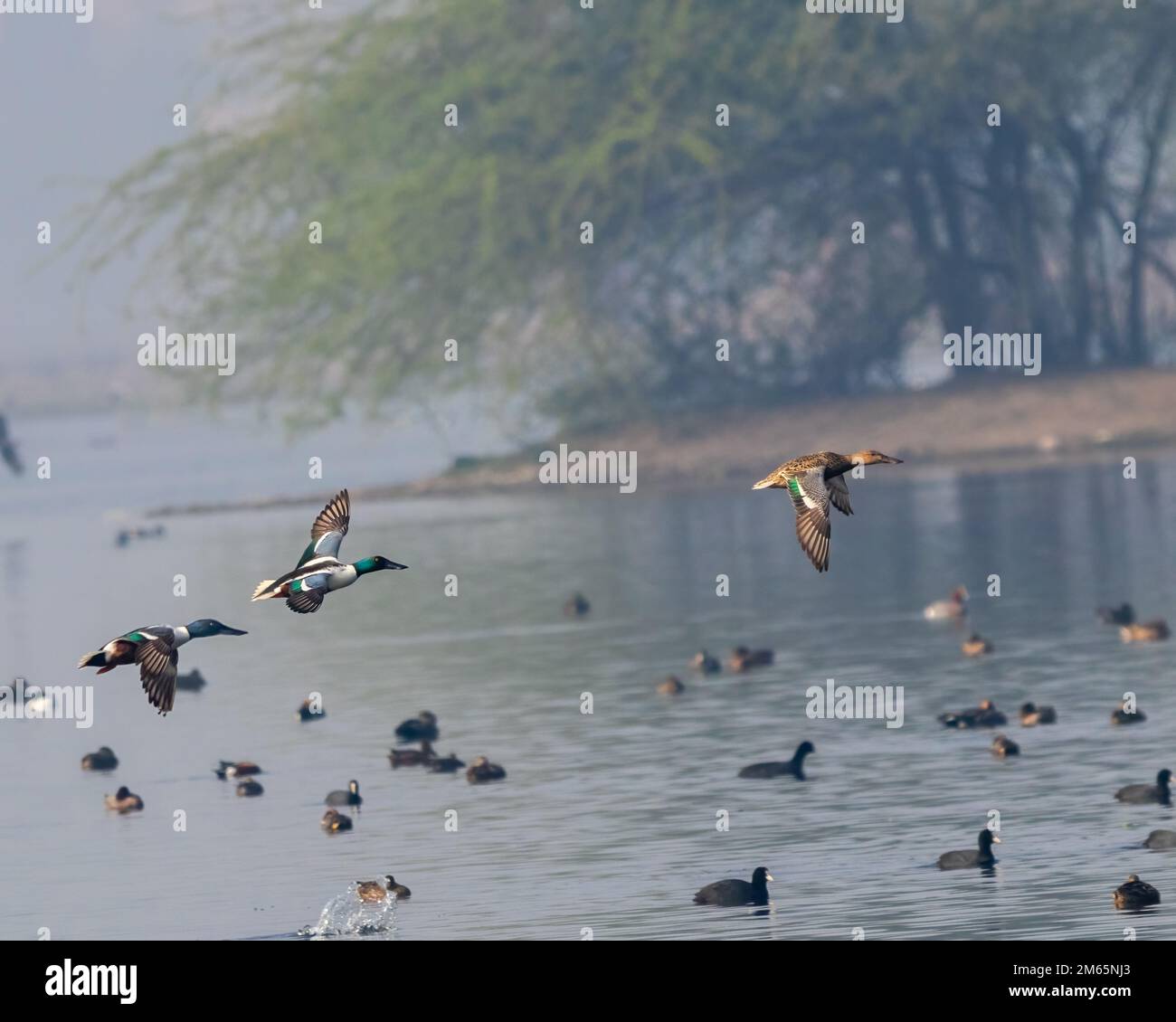 A Northern Shoveler in flight Stock Photo - Alamy