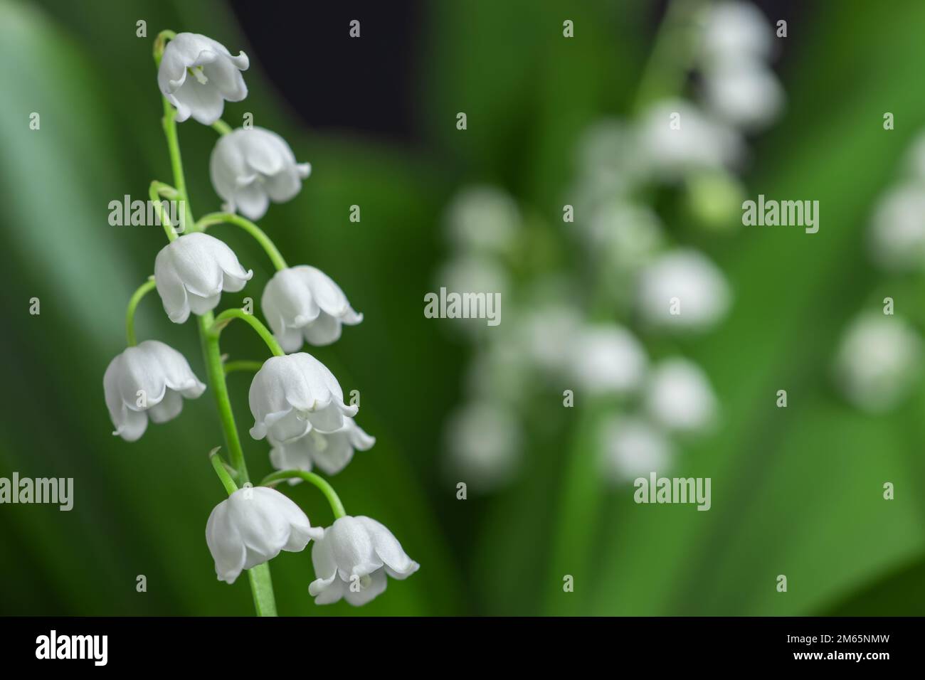 Spring flower lily of the valley. Lily of the valley. Flower Spring Sun ...