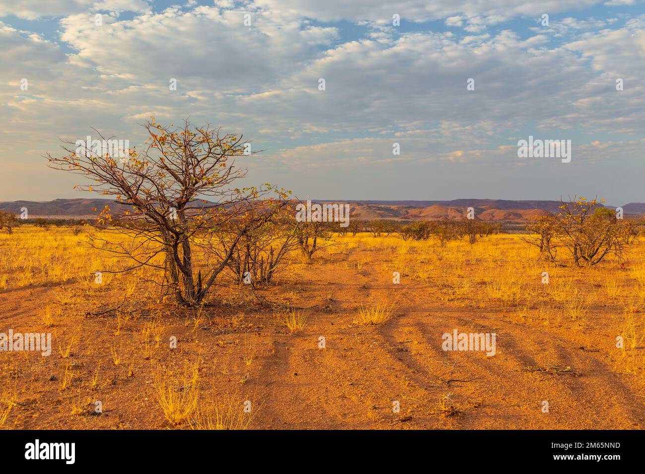 Namibian landscape, red ground and African vegetation around ...