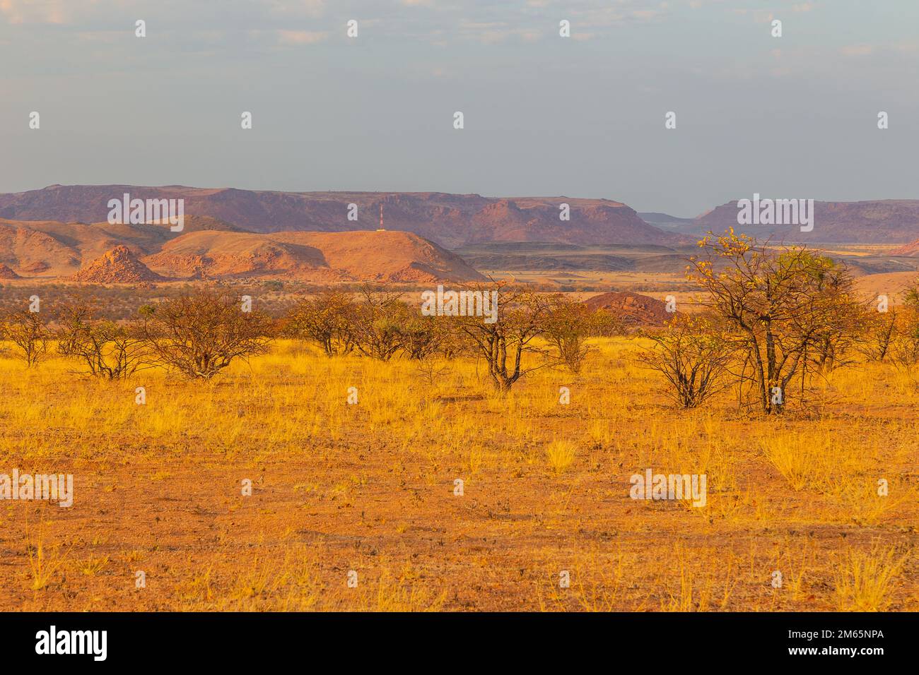 Namibian landscape, red ground and African vegetation around ...