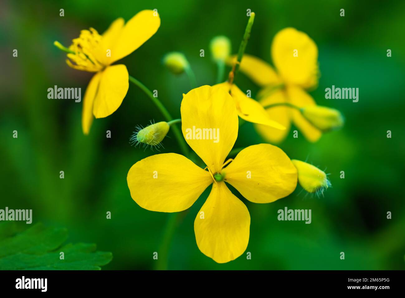 Bright yellow Celandine Poppy, on a green leafy background. Stylophorum ...