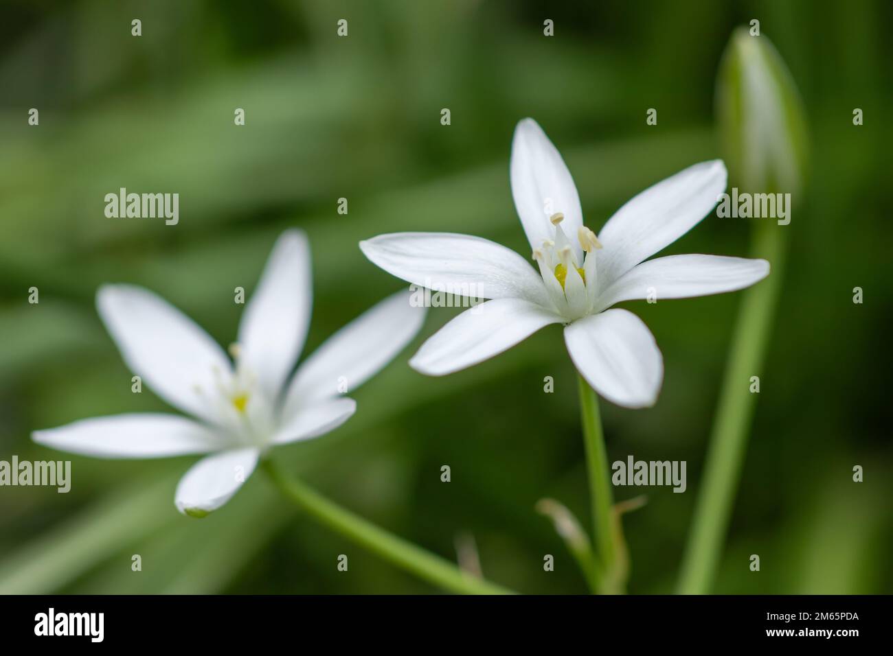 Ornithogalum flowers. beautiful bloom in the spring garden. Many white ...