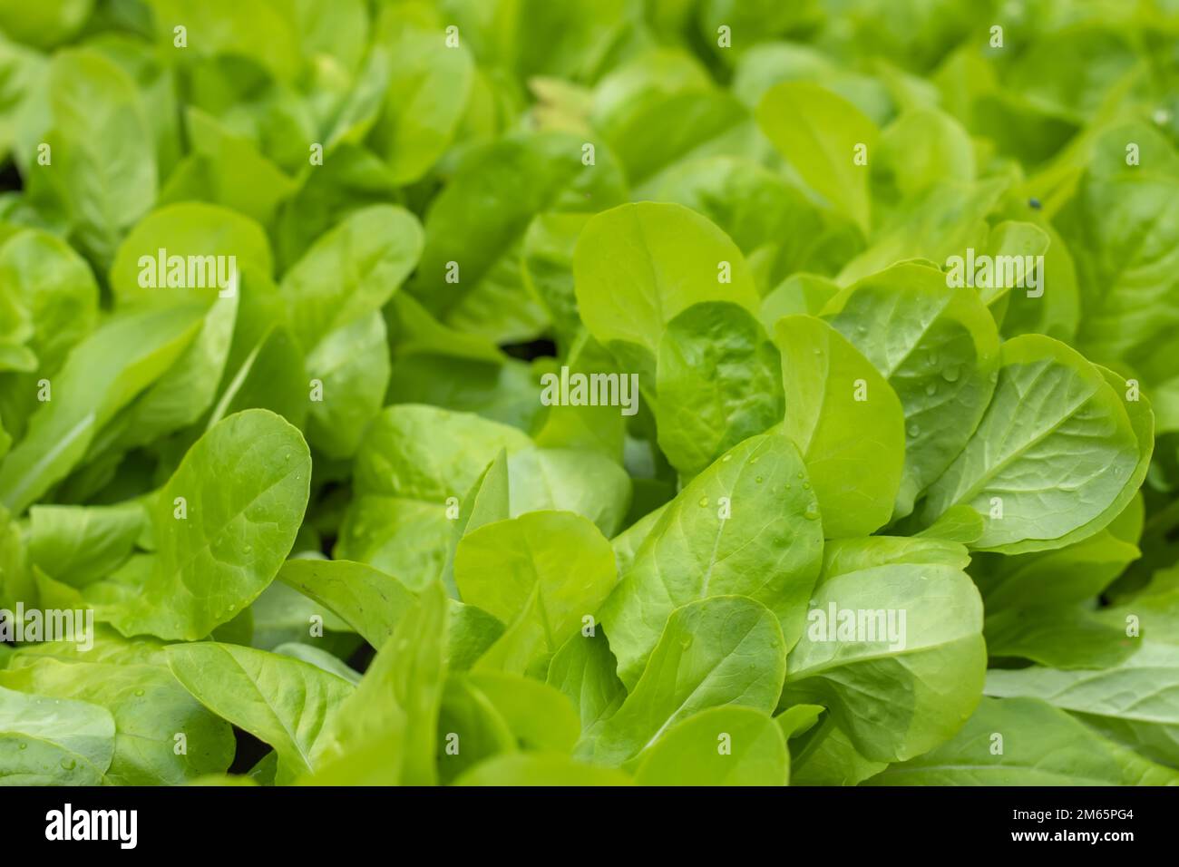 Dutch organic home garden full of lettuce, popular and healthy leafy ...