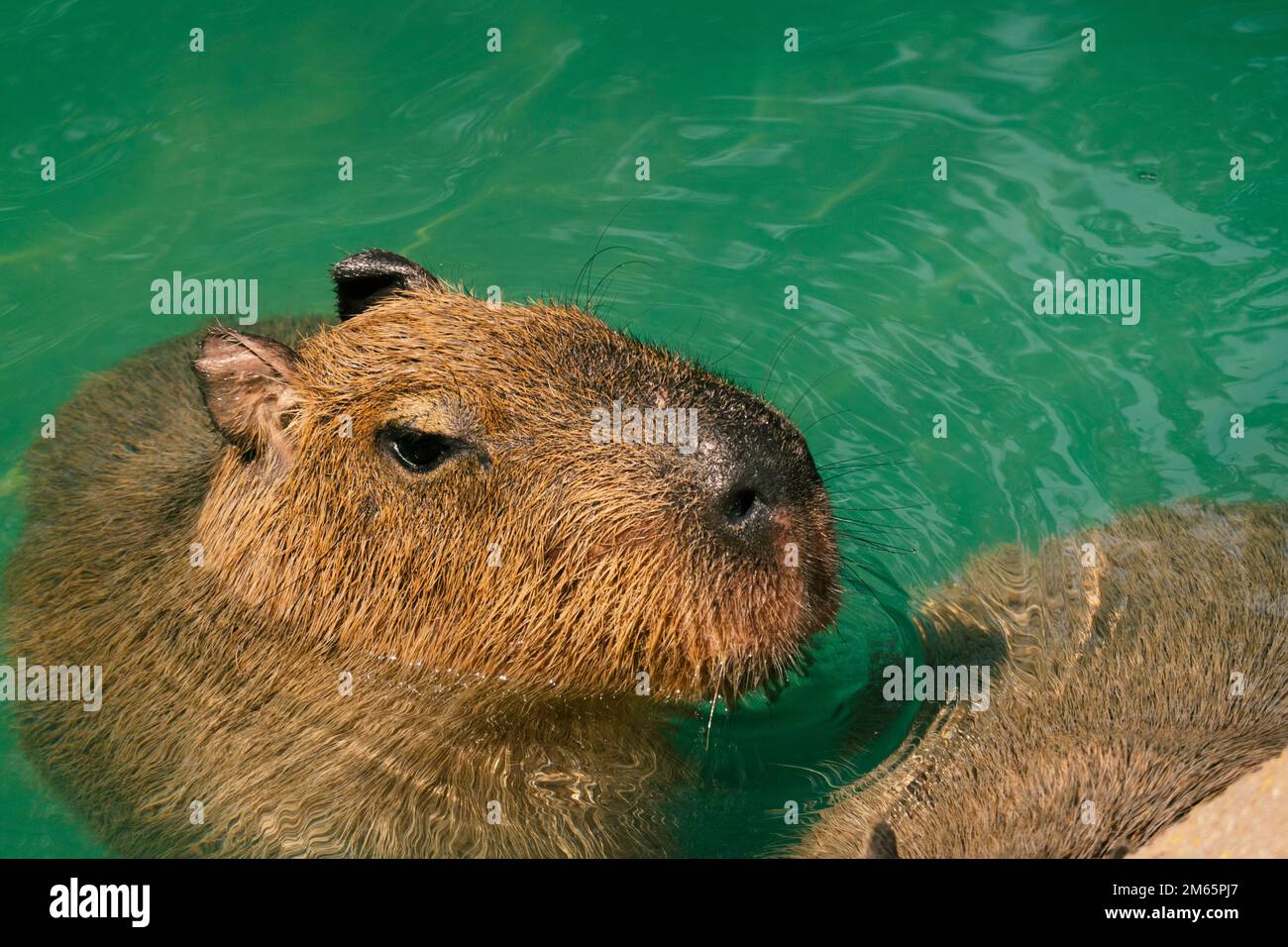 Capybara Swimming Pool