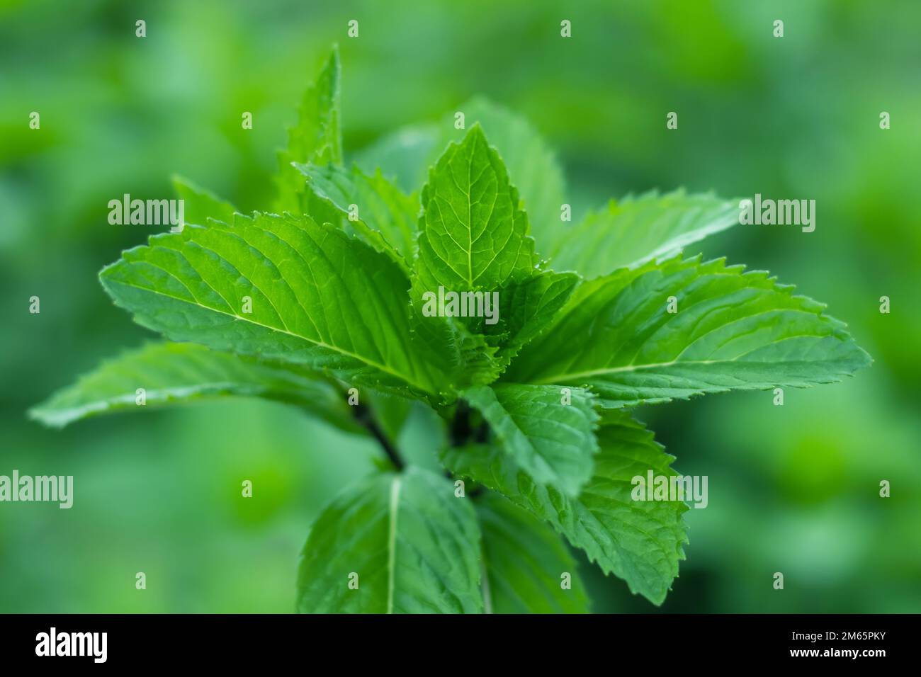 Fresh mint. Fresh mint leaves in the garden. Natural mint background ...