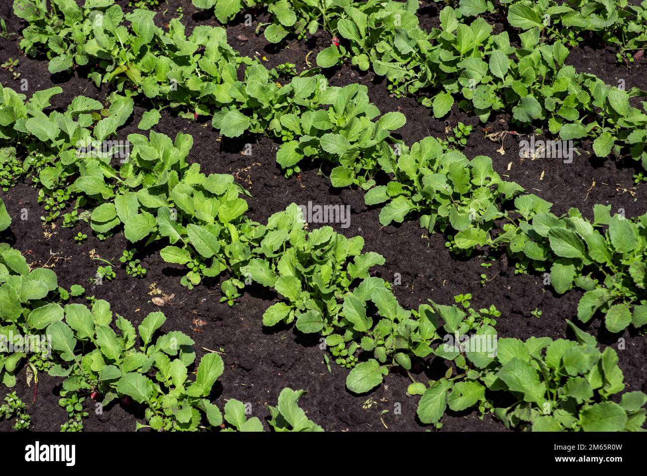 Rows of radish seedlings in the garden. Organic healthy food from your ...