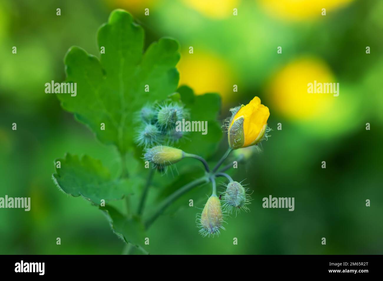 Bright yellow Celandine Poppy, on a green leafy background. Stylophorum ...