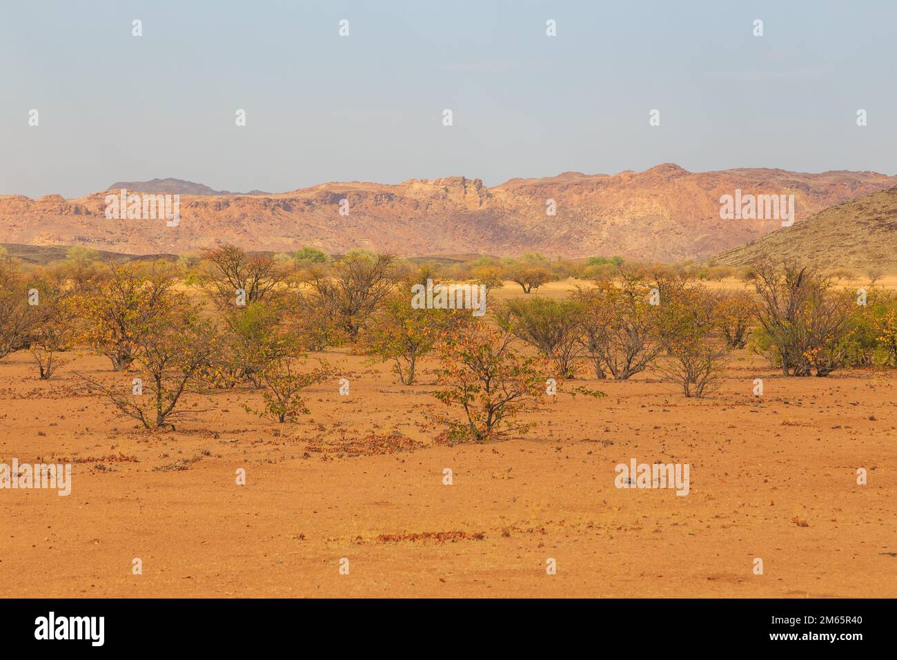 Namibian landscape, red ground and African vegetation around ...