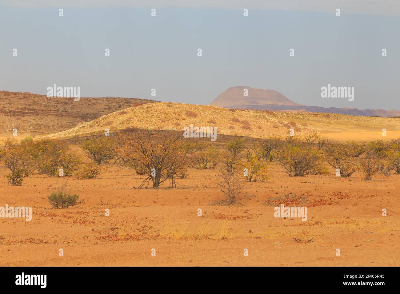 Namibian landscape, red ground and African vegetation around ...