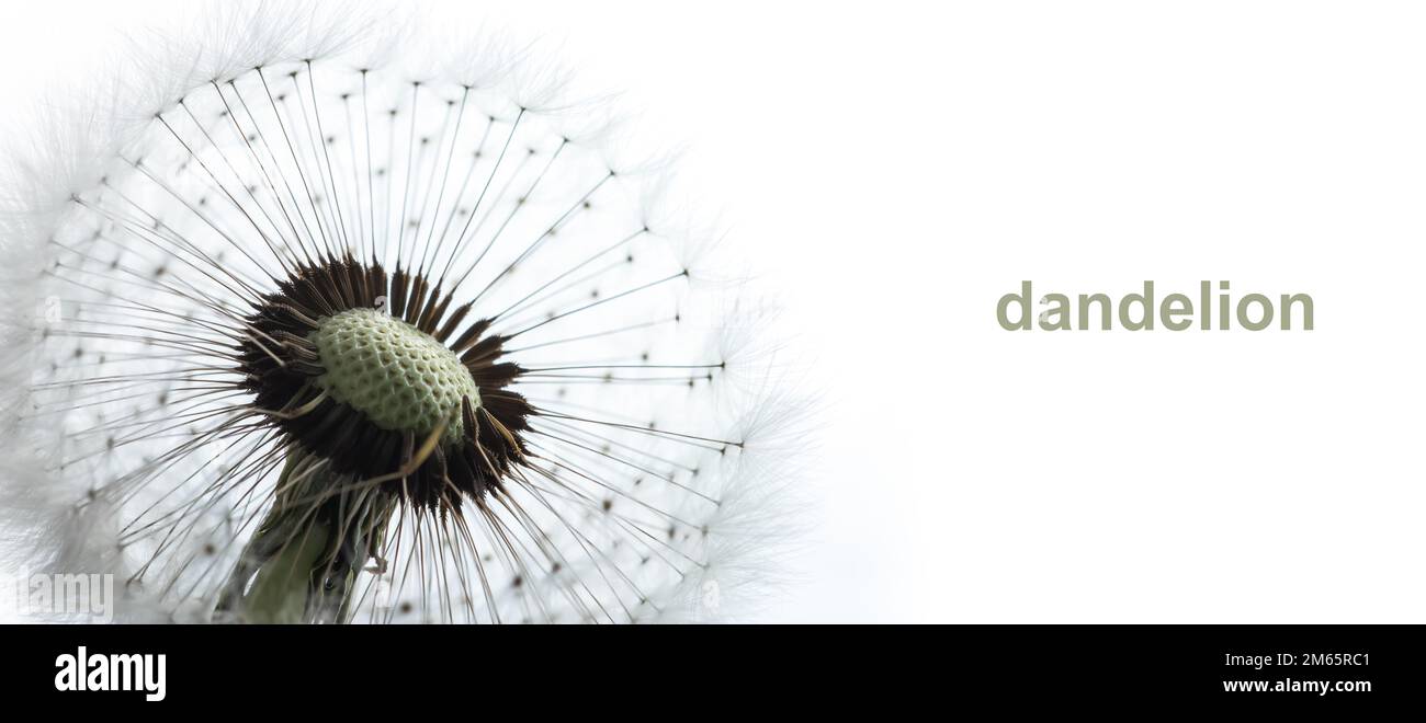 Delicate photograph of a dandelion seed head against a white background ...