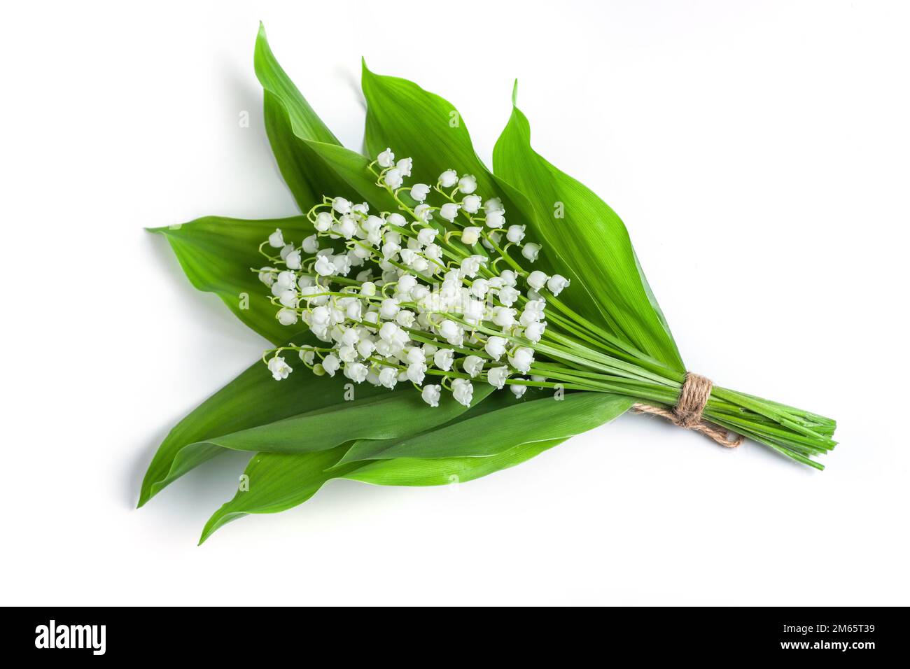 May flowers. Bouqet of lily of the valley flowers on white background ...