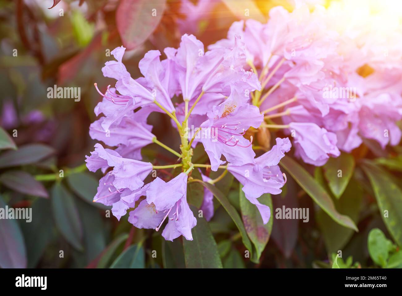 Blue rhododendron Rhododendron augustinii is a species of flowering ...