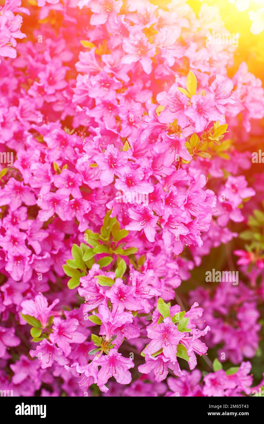 A large bush blooming Rhododendron in the botanical garden. Many pink ...