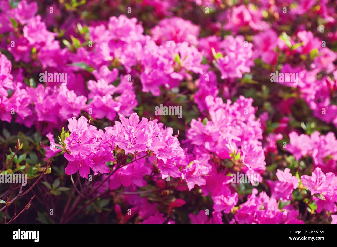 A large bush blooming Rhododendron in the botanical garden. Many pink ...
