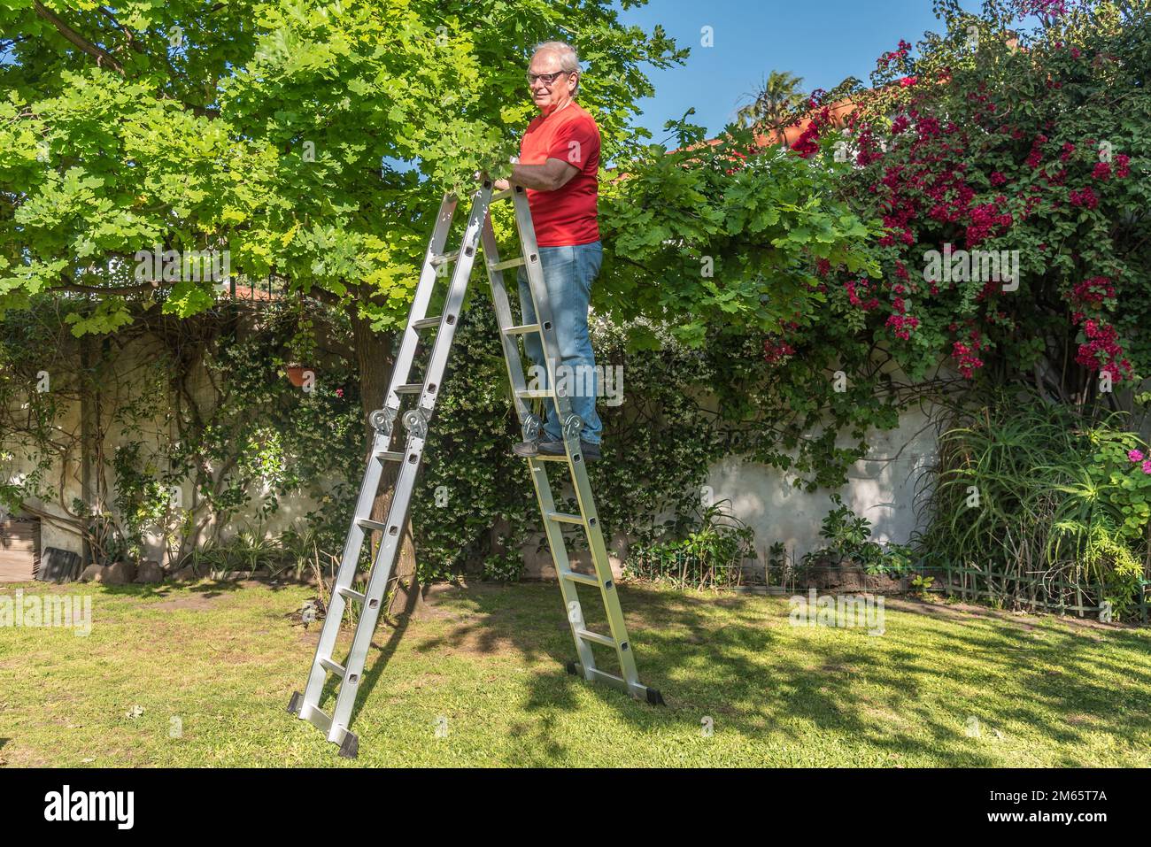 Senior male with glasses in the garden at the top of the ladder ...