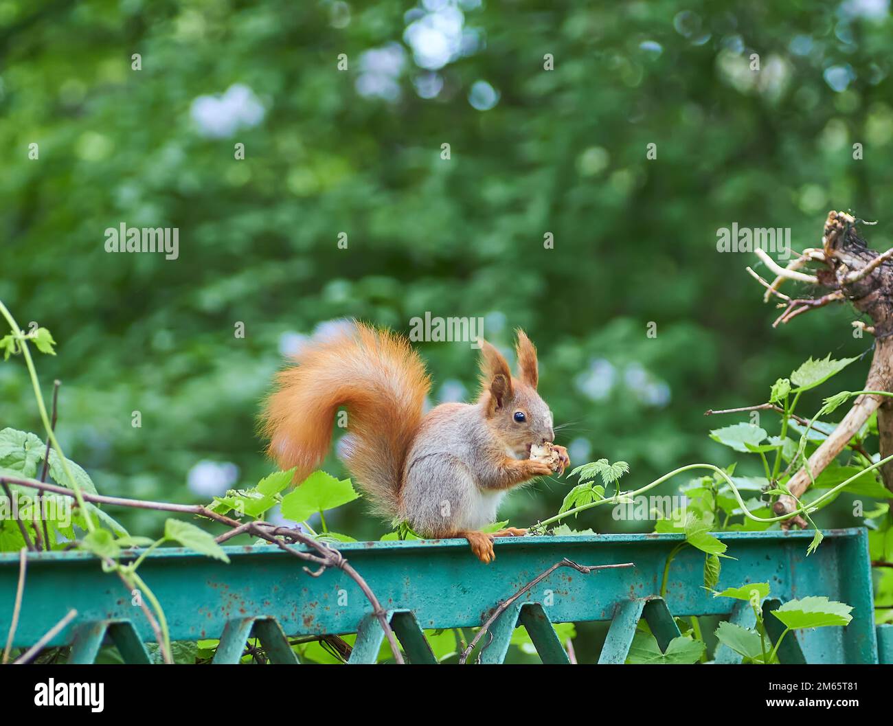 The red squirrel is a species of tree squirrel in the genus Sciurus ...