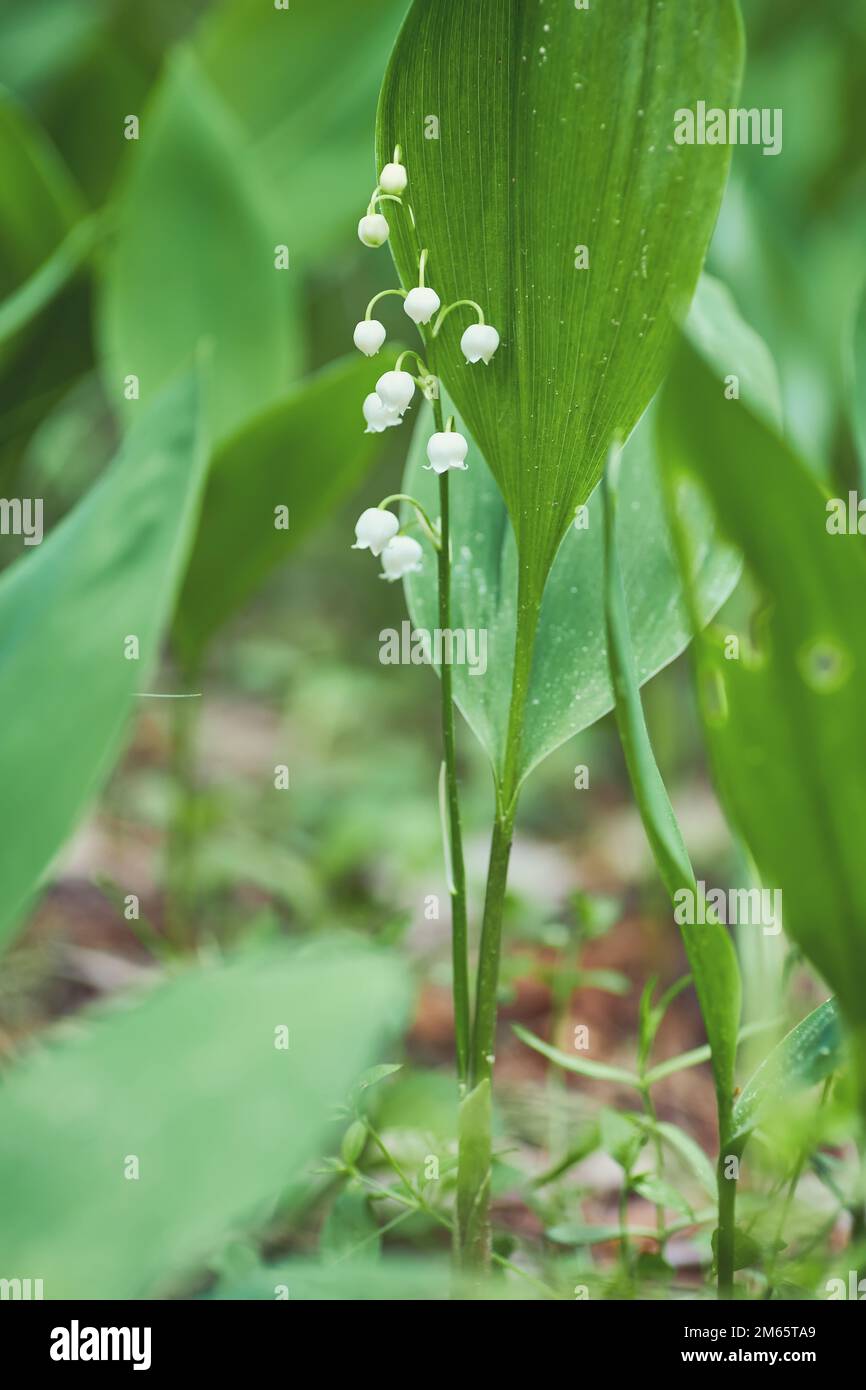 The green glade of lily of the valley flowers in the spring forest ...
