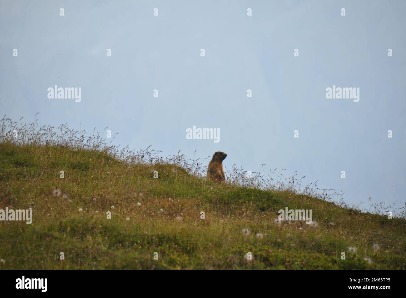 A cute Alpine marmot resting on the grass of the Alps on the blurred background Stock Photo - Alamy