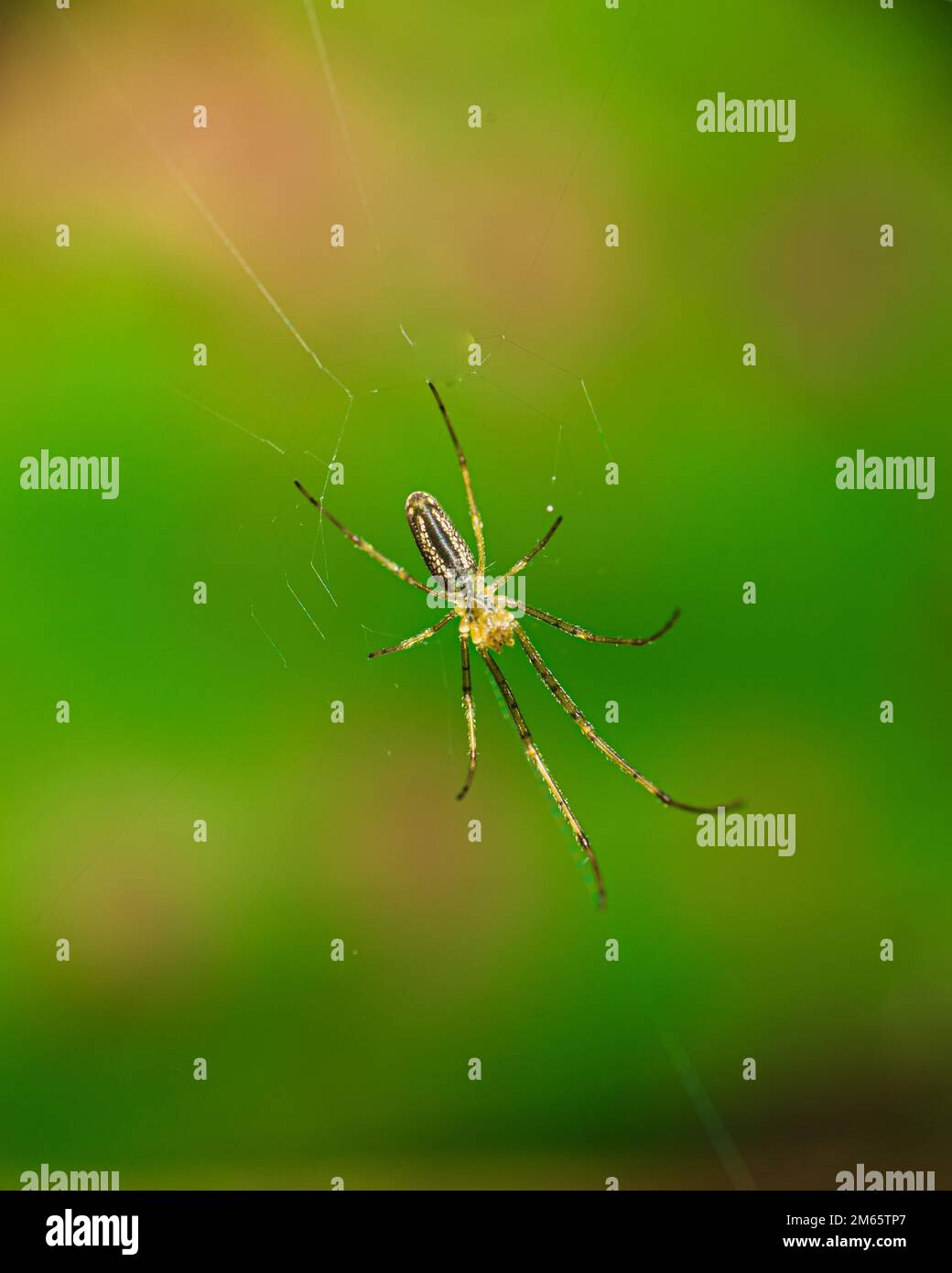 A macro shot of silver stretch spider (Tetragnatha montana) in a cobweb ...