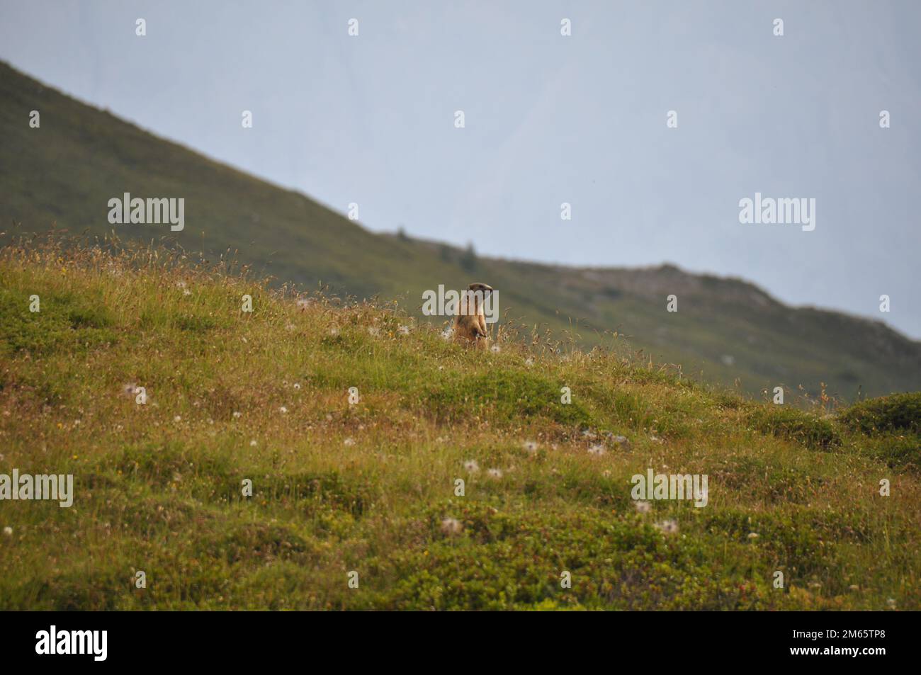 A cute Alpine marmot resting on the grass of the Alps with the mountainside on the blurred ...