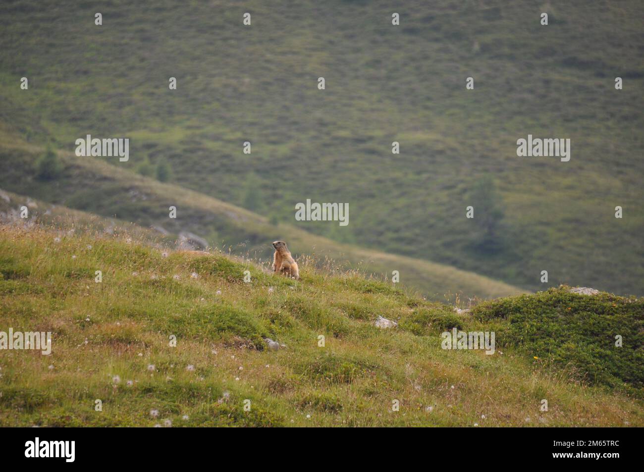 The cute Alpine marmots resting on the grass of the Alps with the mountainside on the blurred ...