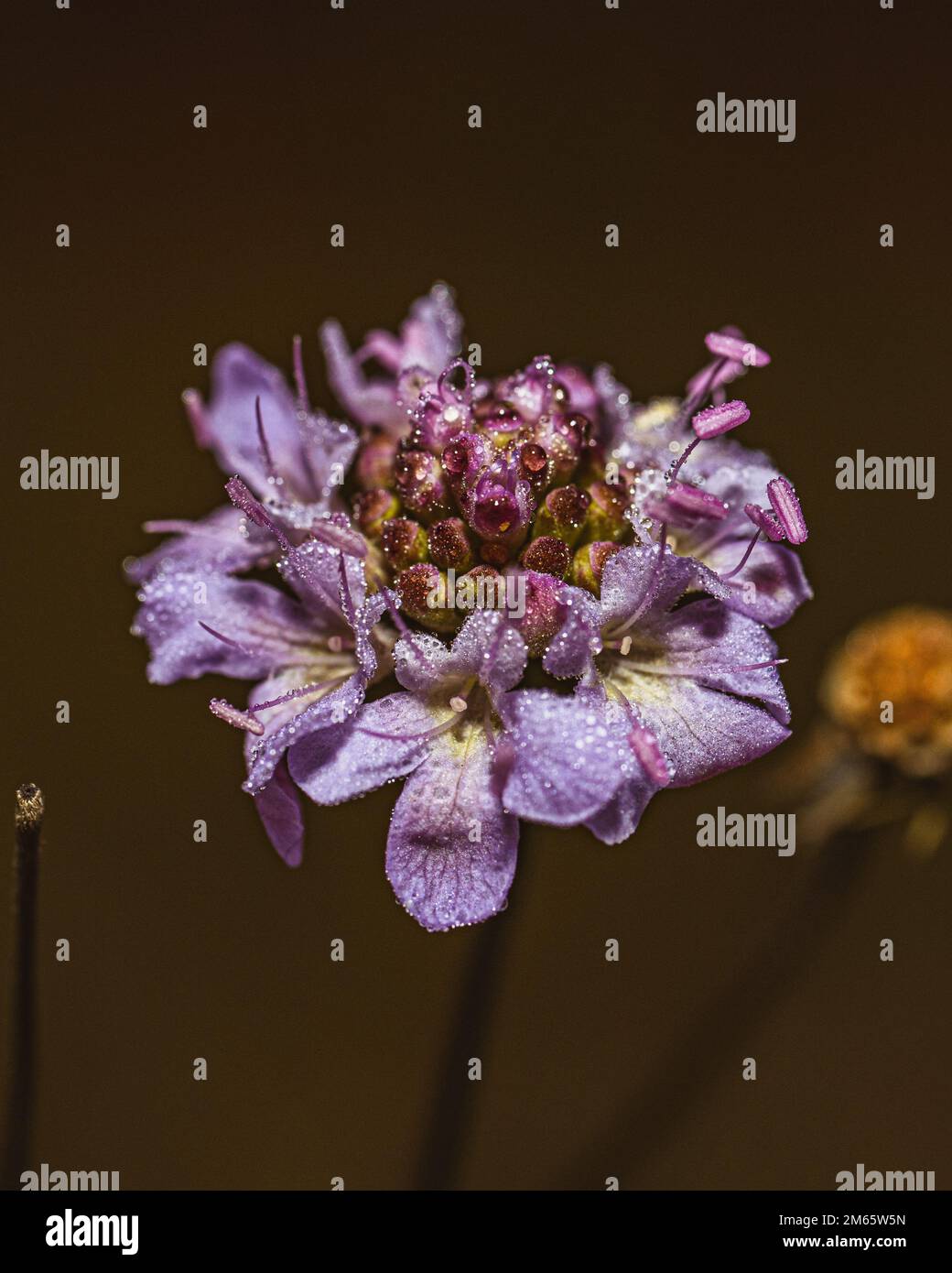 A vertical shot of a mourningbride flower (Scabiosa atropurpurea Stock ...
