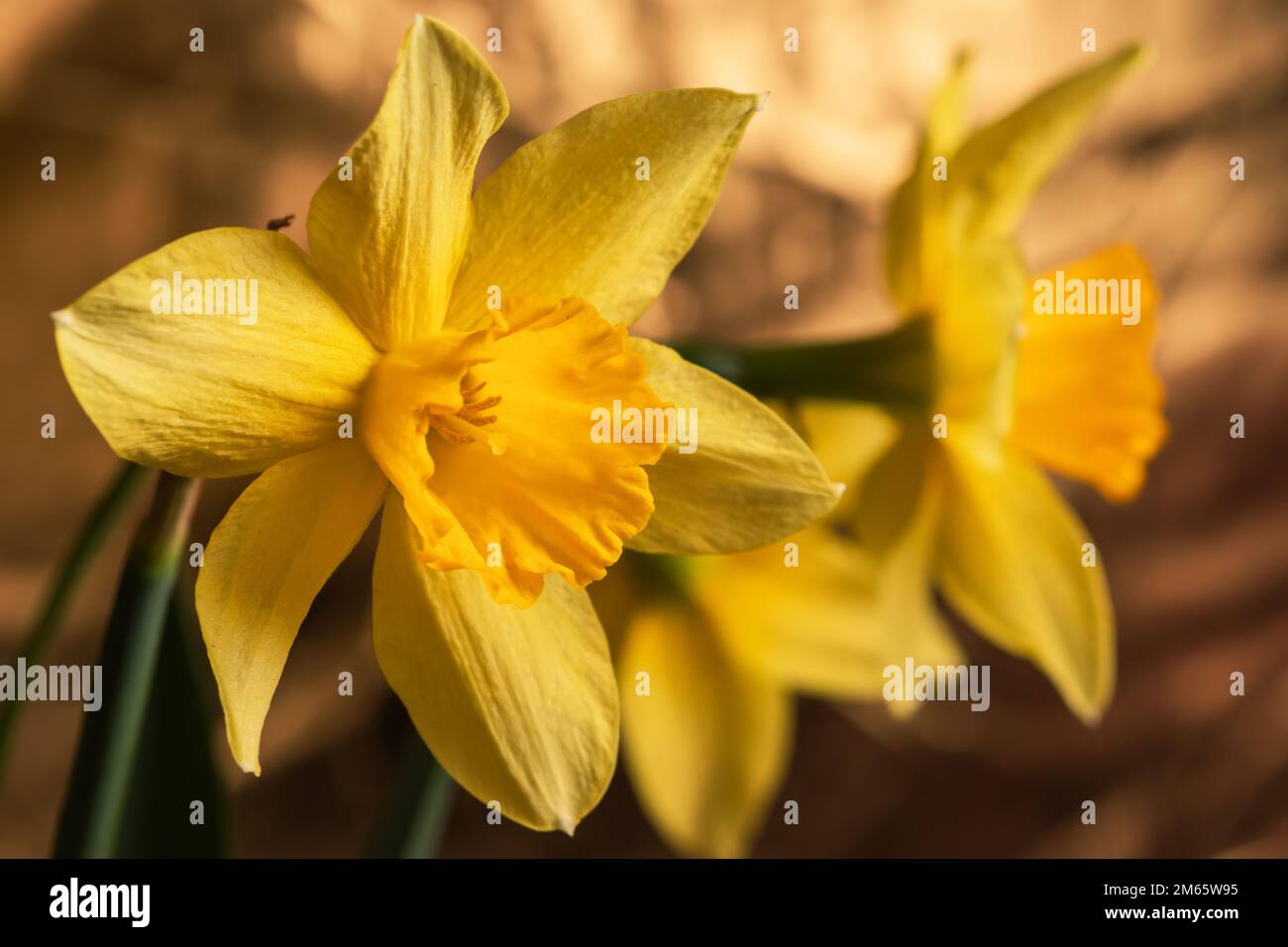 Amazing Yellow Daffodils flower field. The perfect image for spring ...