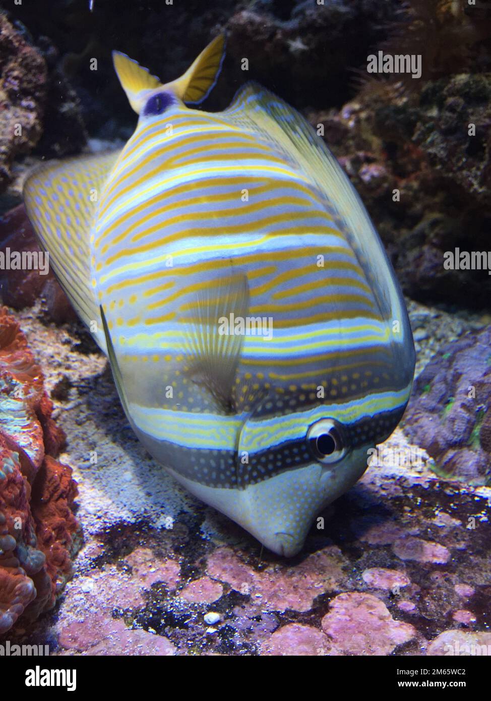 A Close up of Sailfin Tang, a tropical reef fish Stock Photo - Alamy