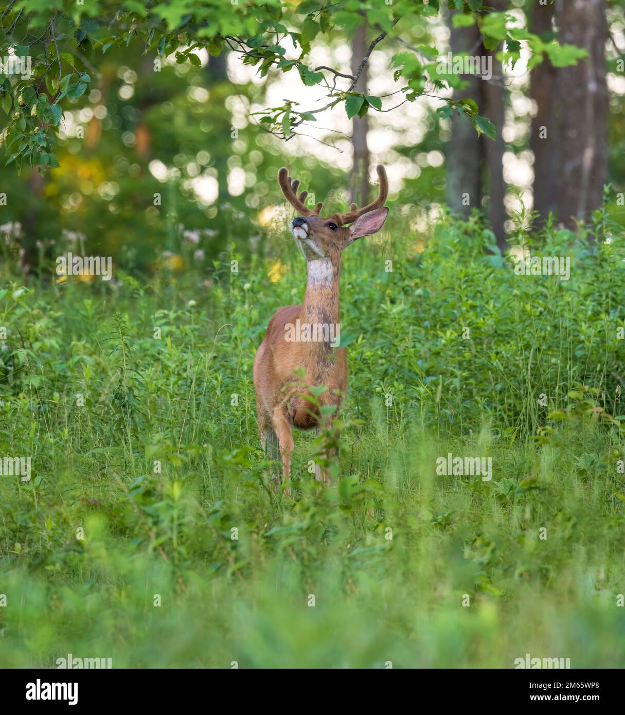 White-tailed buck reaching for a licking branch in northern Wisconsin ...