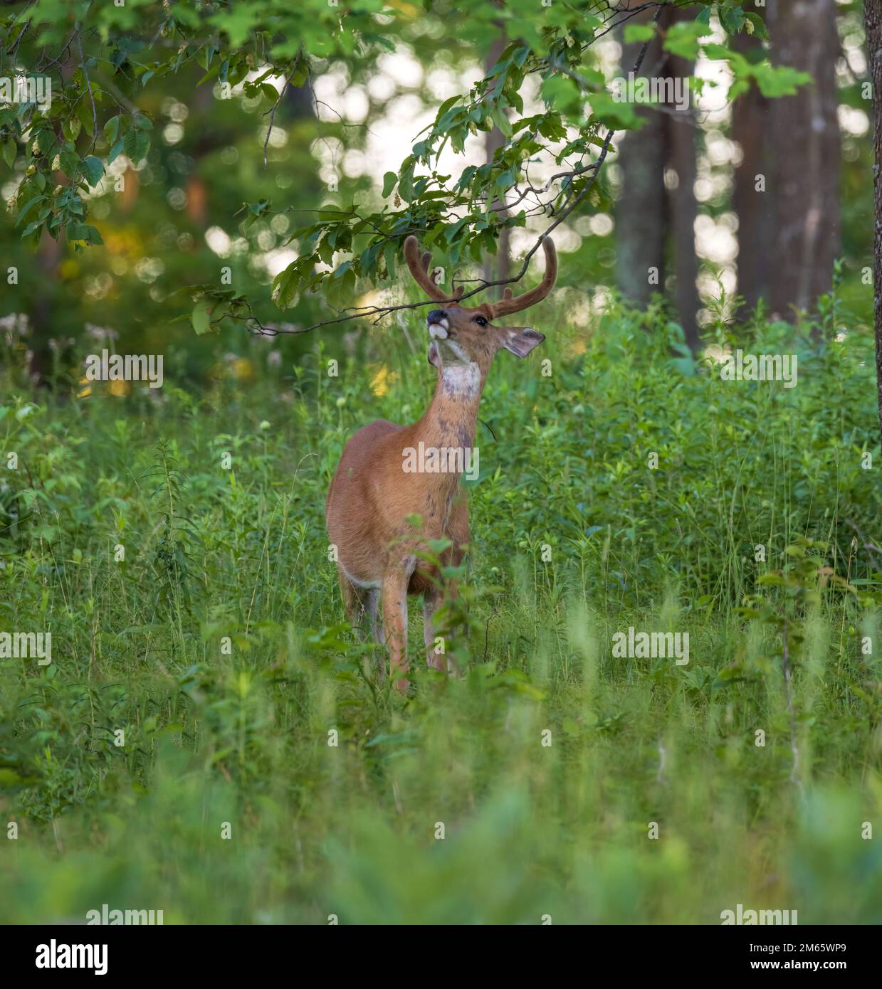 White-tailed buck working a licking branch in northern Wisconsin Stock ...