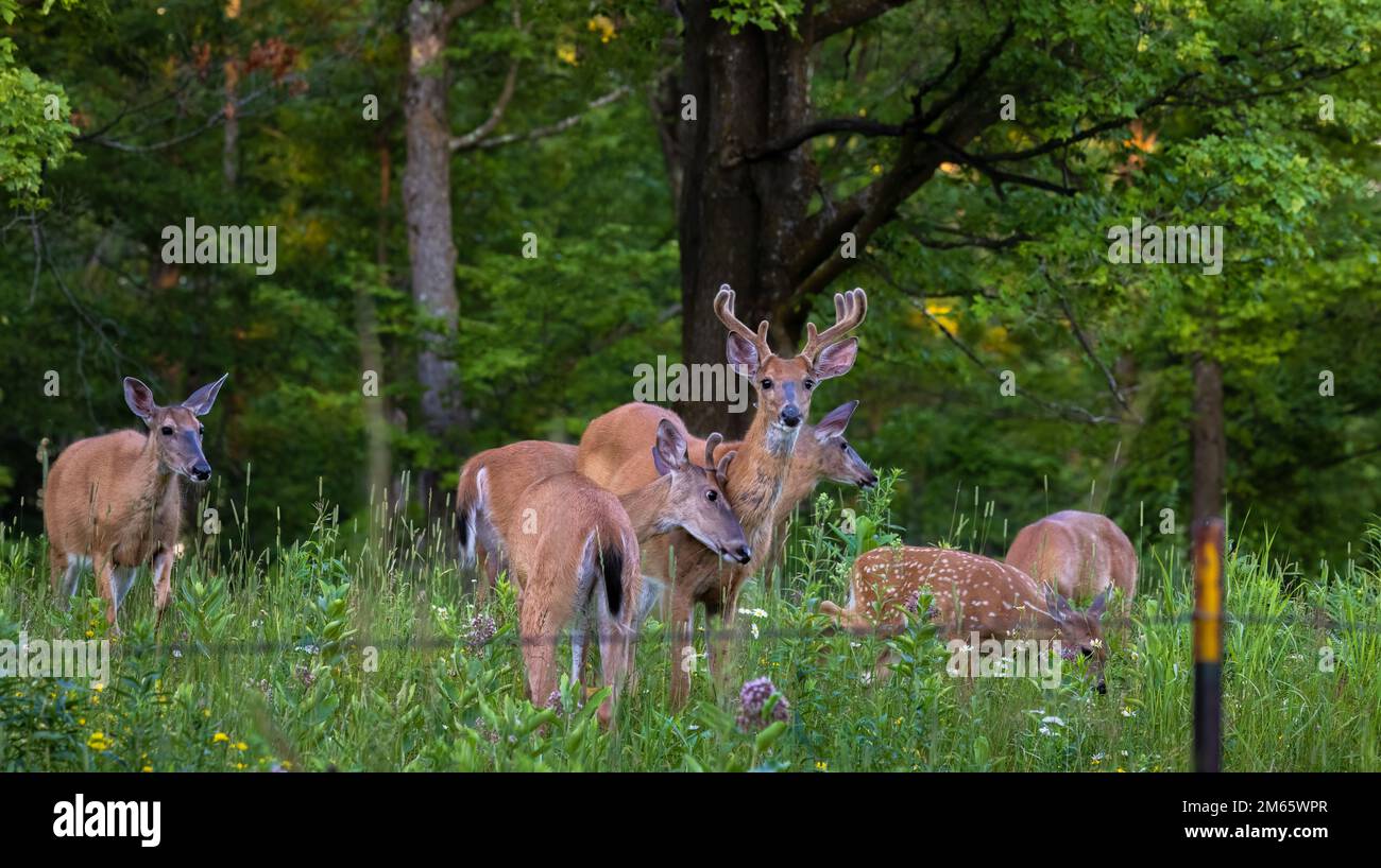 White-tailed deer in northern Wisconsin Stock Photo - Alamy