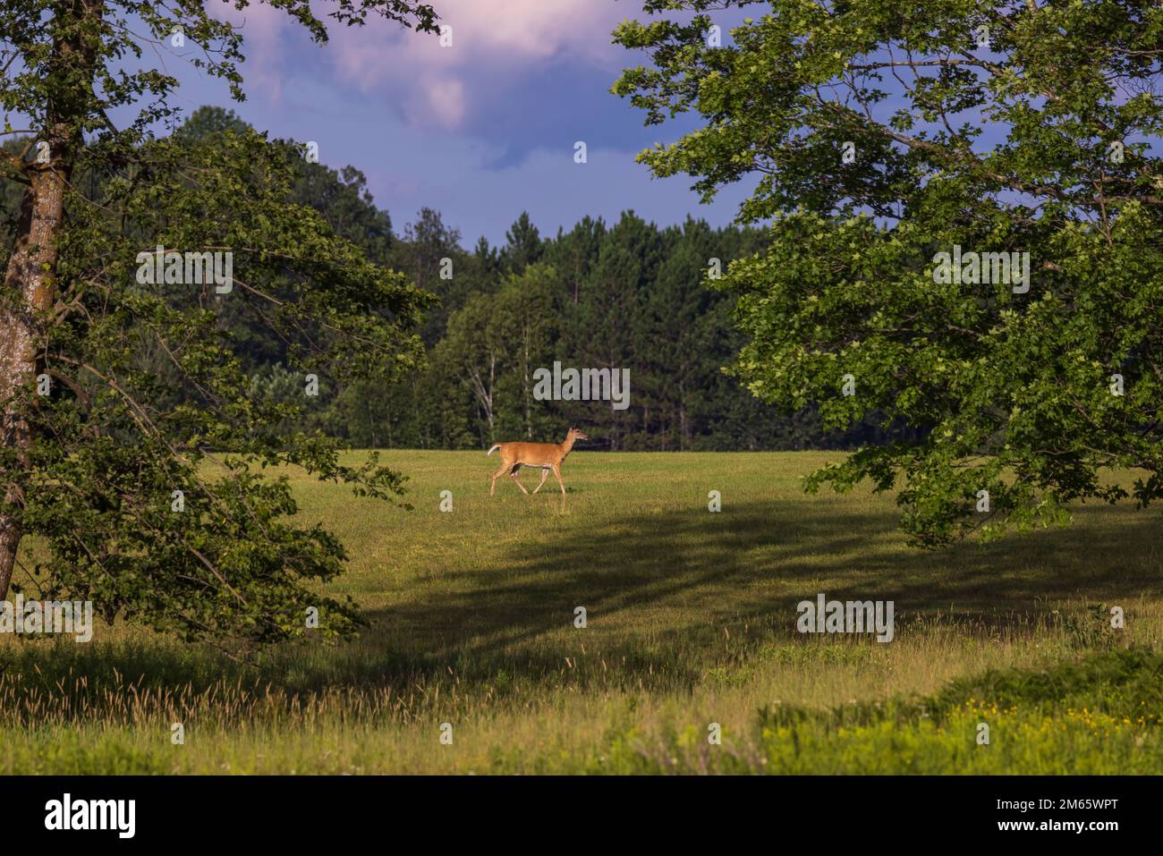 White-tailed doe walking through a clearing in northern Wisconsin Stock ...