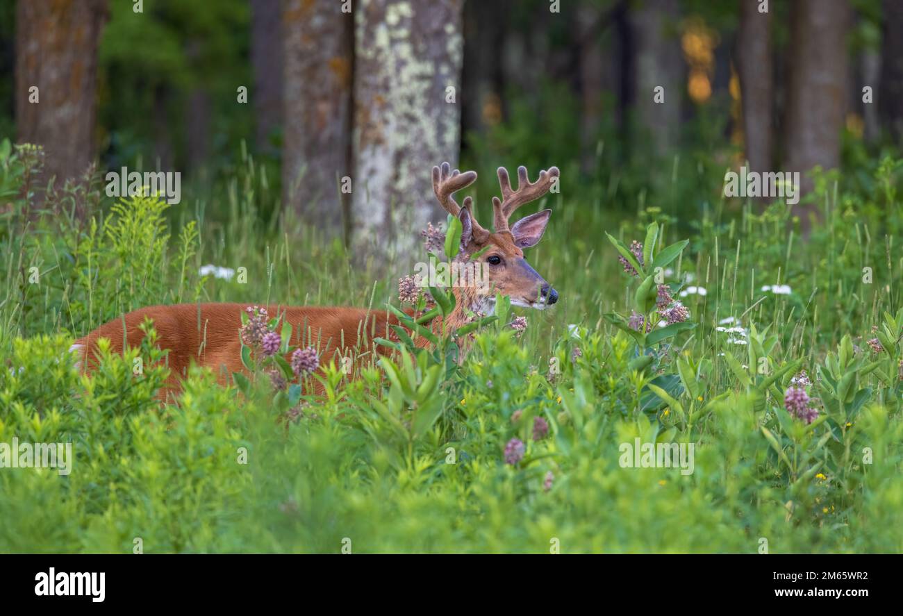 White-tailed buck in northern Wisconsin Stock Photo - Alamy